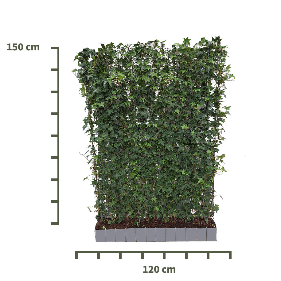 Hecke 150 Cm Hoch